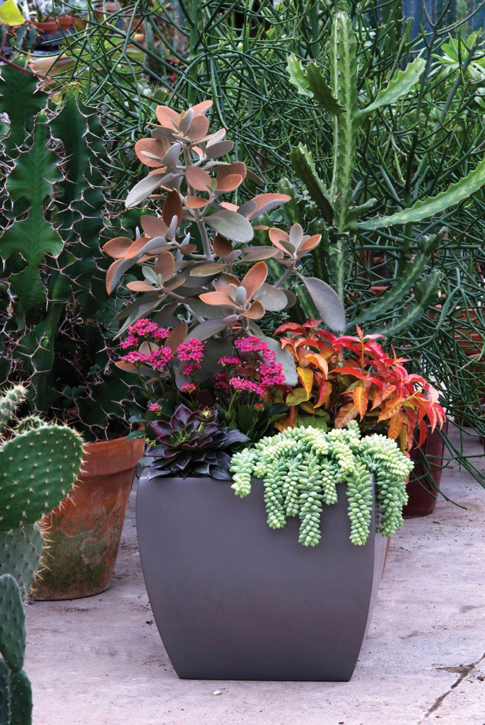 Des plantes sans entretien… ou presque ! - Virage - Le magazine en ligne